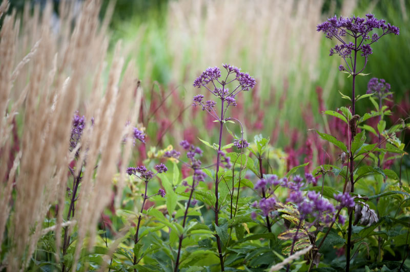 Paul Ridley Design: Planting with Style