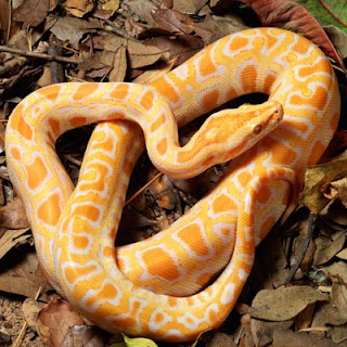 The Reptile King's Latest News: Burmese Pythons