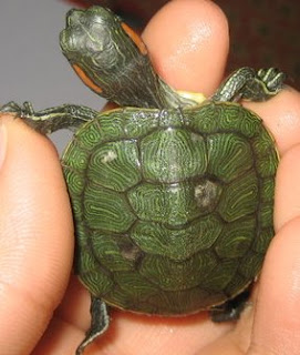 The Reptile King's Latest News: Shell Rot in Turtles & Tortoises