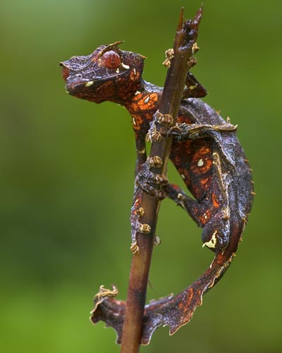 The Reptile King's Latest News: Leaf Tailed Geckos