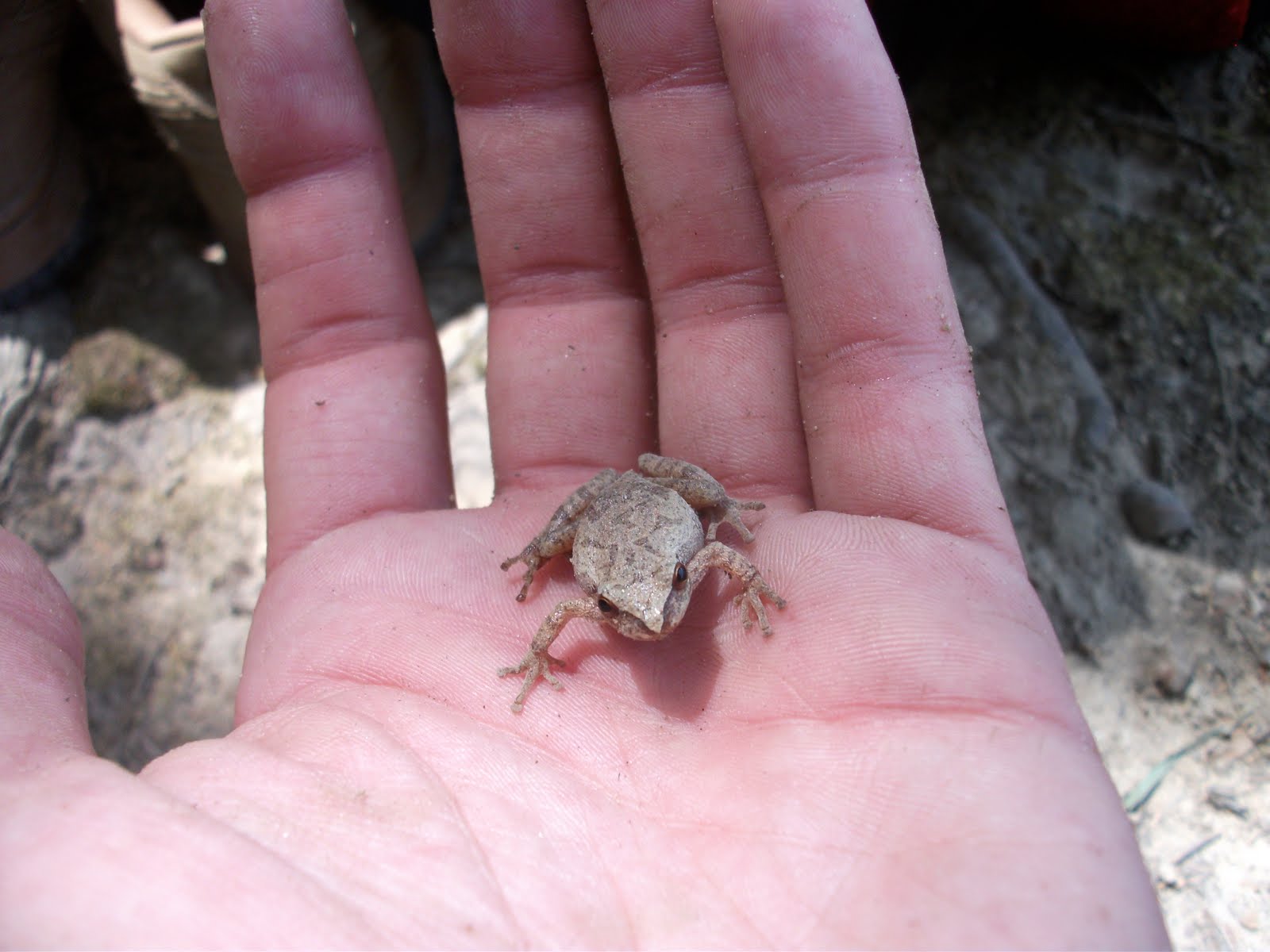 Midwest Fish: Baby Tree Frog
