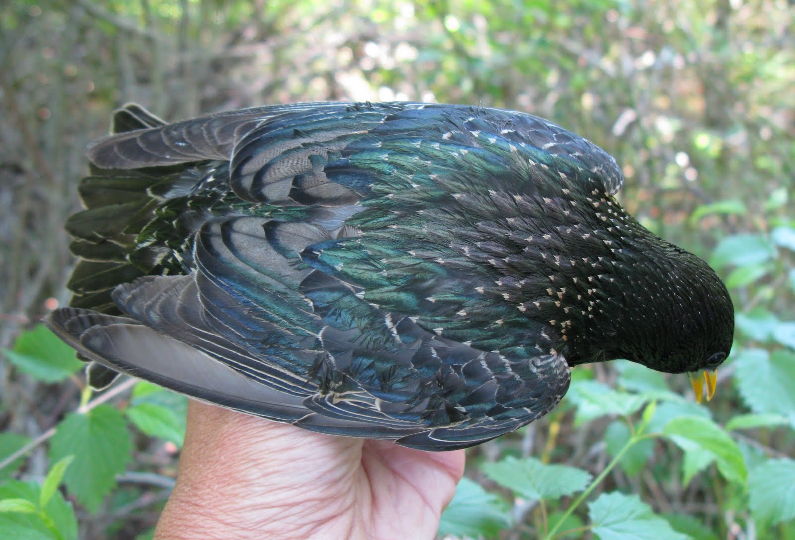 Cape Cod Bander: Migration Comes to a Halt