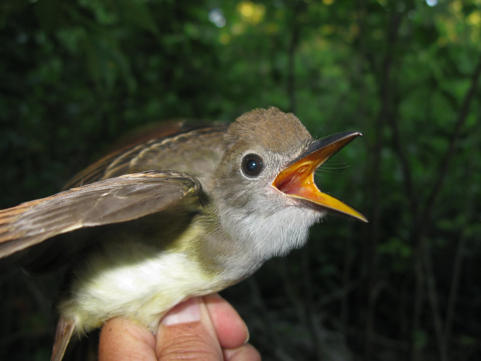 Cape Cod Bander: Midsummer Birds