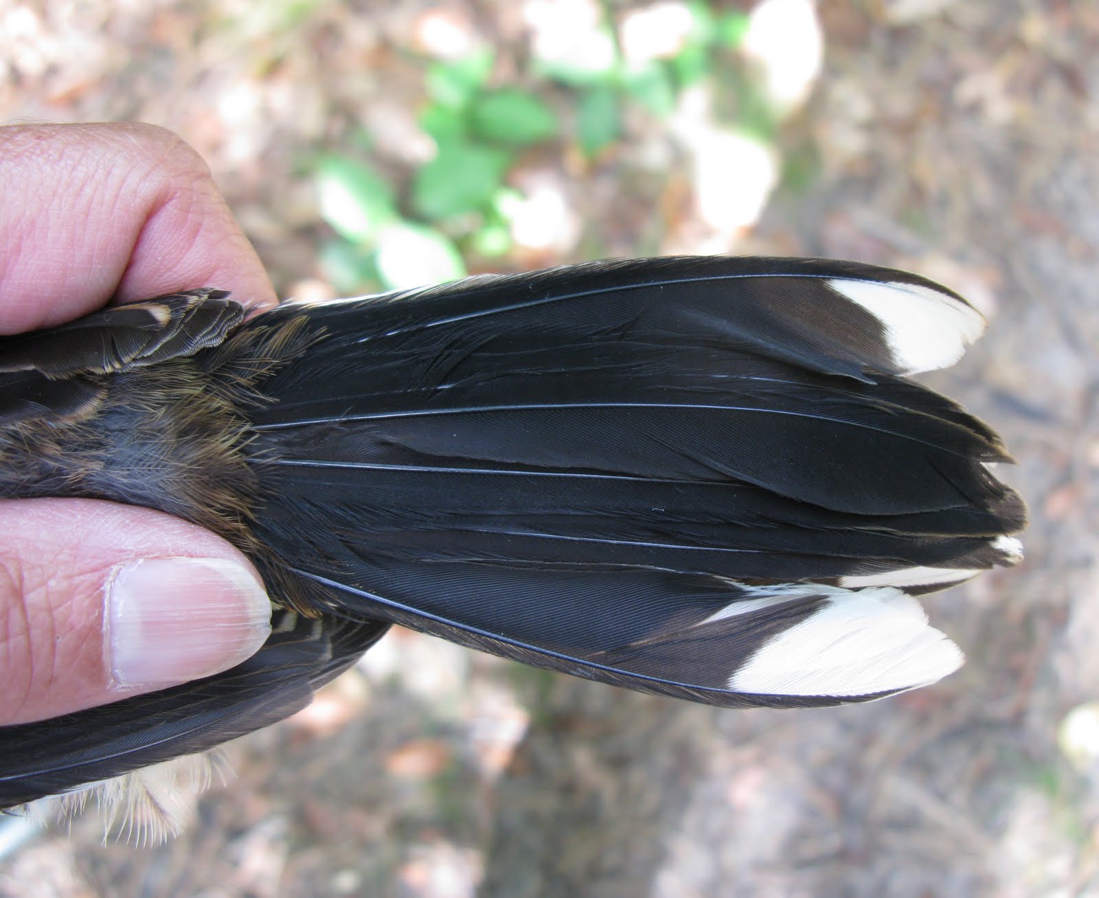 Cape Cod Bander: Midsummer Birds