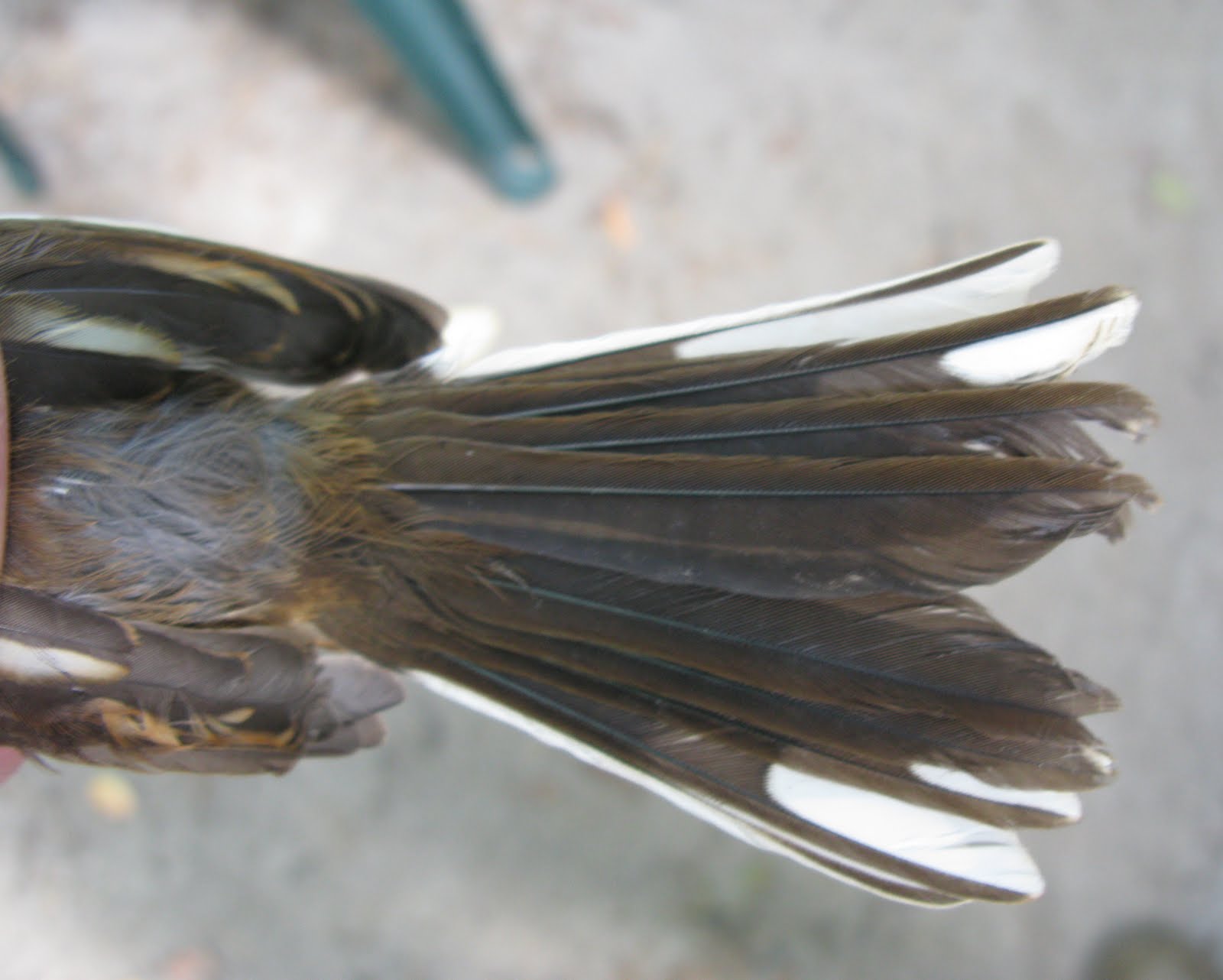 Cape Cod Bander: Midsummer Birds