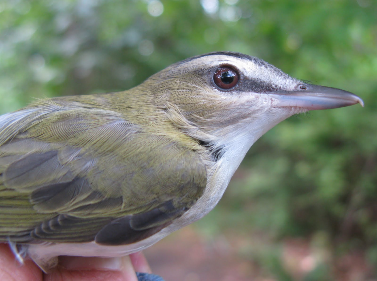 Cape Cod Bander: Midsummer Birds