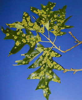 Disease Hotline Issue 12 | Ornamentals Hotline