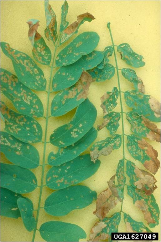 eriophyid mites | Ornamentals Hotline
