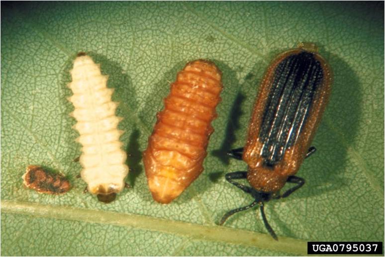 eriophyid mites | Ornamentals Hotline