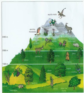 stelvio e flora: la vegetazione e l'altitudine