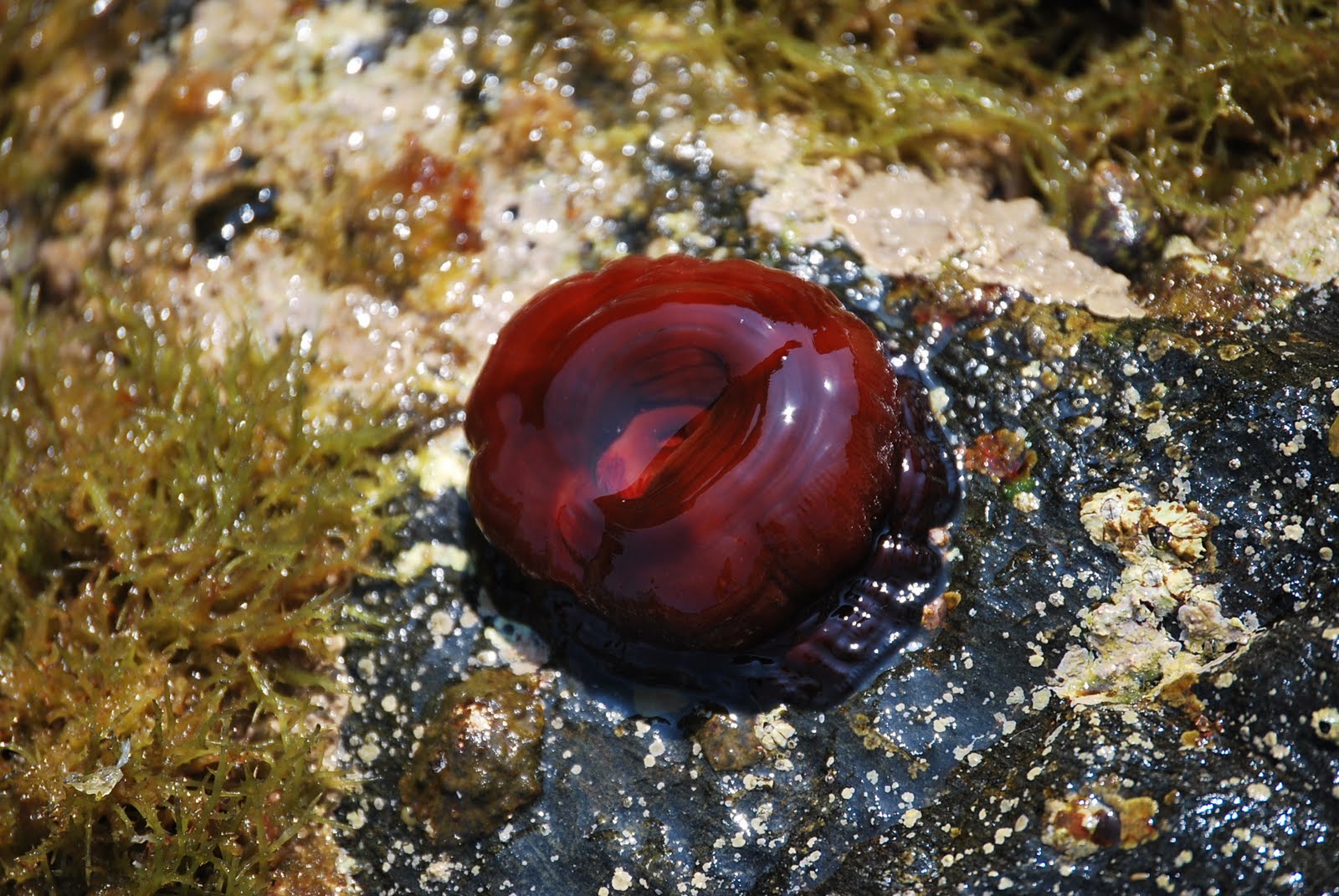 NICKGATTACA: Actinia equina, Tomate de mar