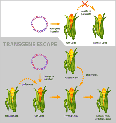 ALL ABOUT GENETICS: REKAYASA GENETIKA DI BIDANG PERTANIAN