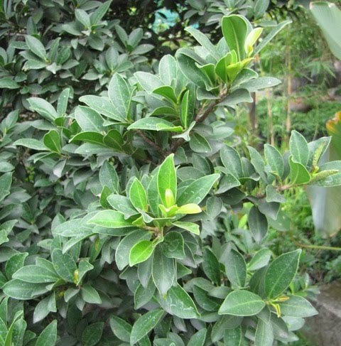 OUR PHILIPPINE TREES: Rediscovering my Favorite Ficus