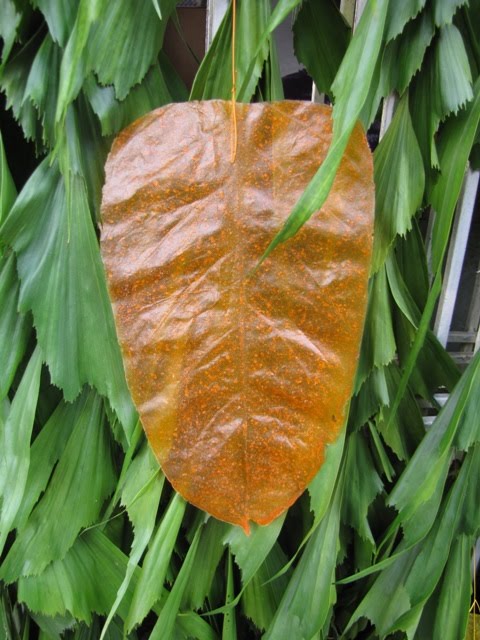 OUR PHILIPPINE TREES: Of Leaf and Leaf Patterns