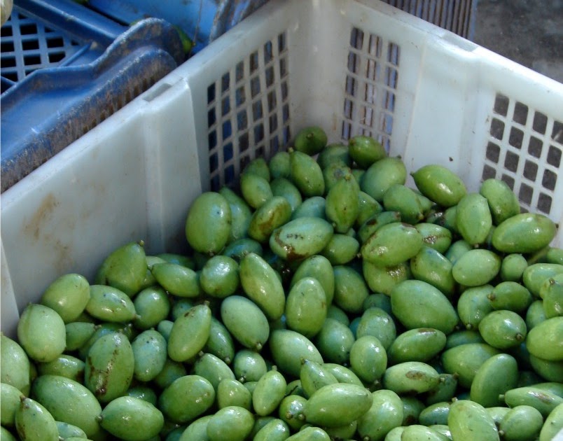 OUR PHILIPPINE TREES: Not Quite the Mango We Know