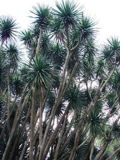 OUR PHILIPPINE TREES: Is That a Yucca Tree?