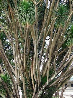 OUR PHILIPPINE TREES: Is That a Yucca Tree?