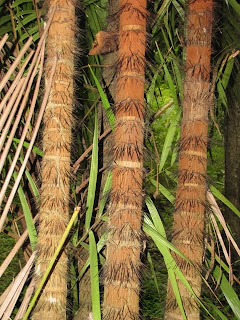 OUR PHILIPPINE TREES: The Intimidating Appeal of the Native Anibong