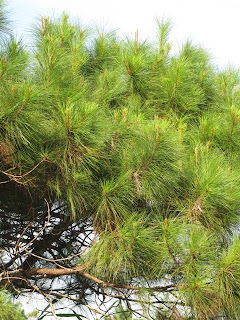 OUR PHILIPPINE TREES: The Baguio Native in Tagaytay