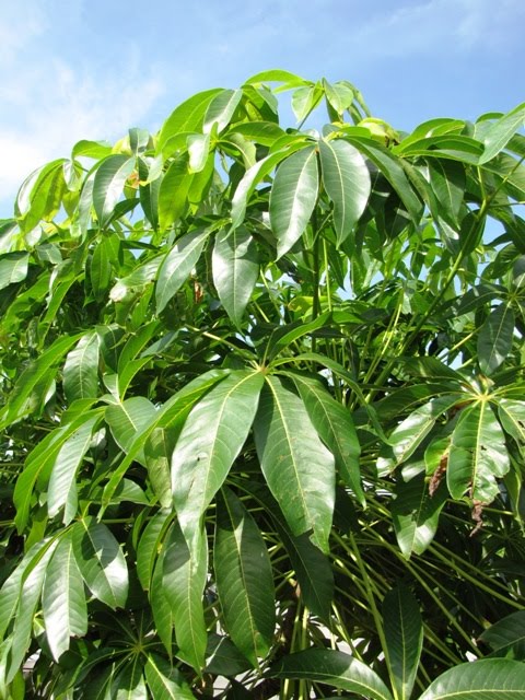 OUR PHILIPPINE TREES: The State of my Heritage Trees