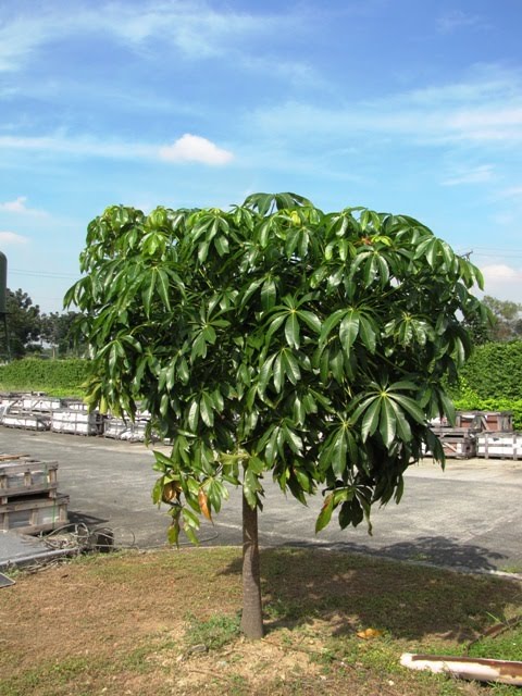 OUR PHILIPPINE TREES: The State of my Heritage Trees