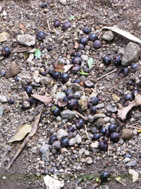 OUR PHILIPPINE TREES: It's Lipote Season Once More