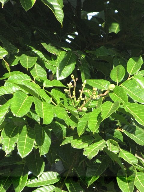 OUR PHILIPPINE TREES: Finally to the Land of Pili