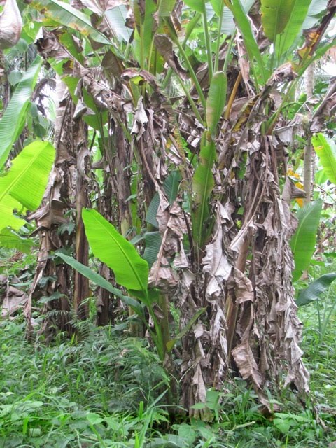 OUR PHILIPPINE TREES: Distinguishing the Abaca from Banana