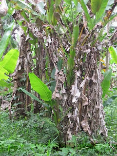 OUR PHILIPPINE TREES: Distinguishing the Abaca from Banana