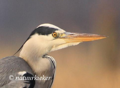 De Blauwe reiger is de meest algemene reiger in Nederland