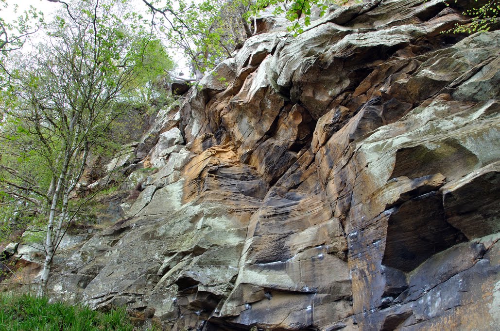 North Fife: Coombs Wood Cumbria