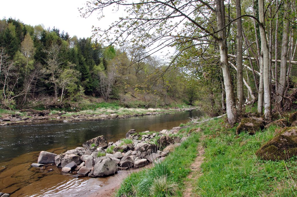 North Fife: Coombs Wood Cumbria