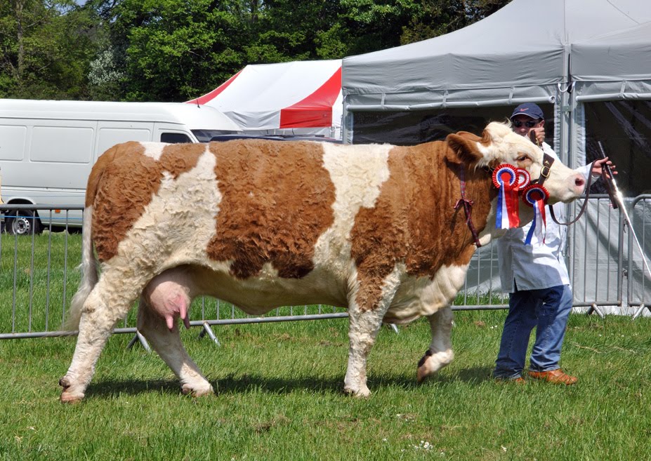 North Fife: Beef Cattle Fife Show
