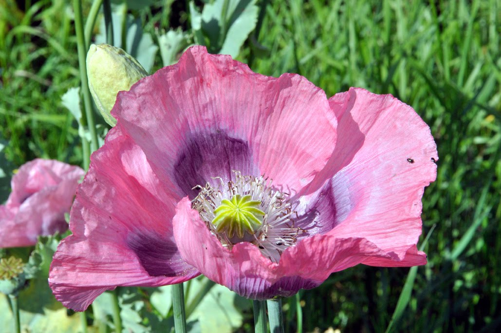 North Fife: Opium Poppy North Fife