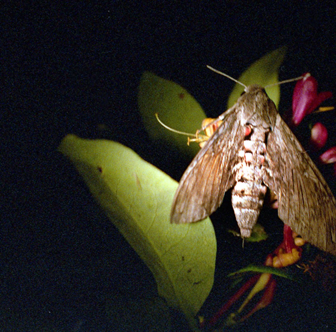 North Fife: Convolvulus Hawk Moth
