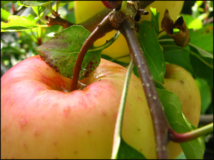 jardin de marguerite: Les pommes