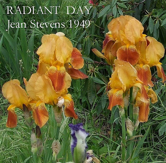 New Zealand Tall Bearded Iris "RADIANT DAY" ~ HERITAGE IRISES