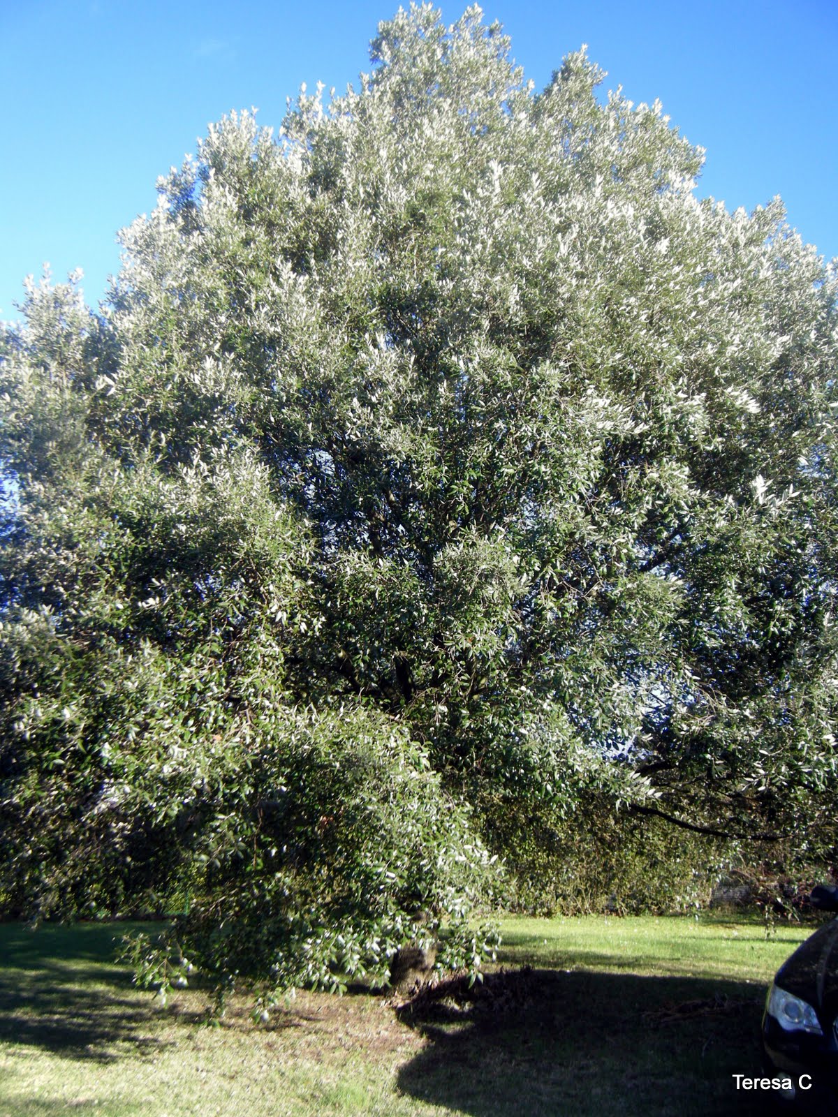 Des forêts et des arbres: Nos photos d'arbres.