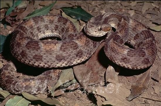 Conhecendo os Animais: Cobras Peçonhentas