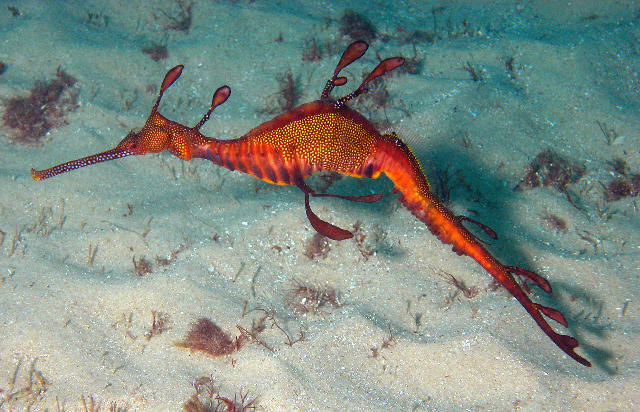 Dragones de mar | Curiosa naturaleza