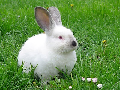 NATURE AND LIFE: Šumske životinje-zec