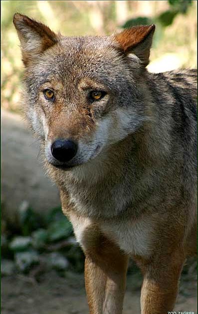 NATURE AND LIFE: Šumske životinje-sivi vuk