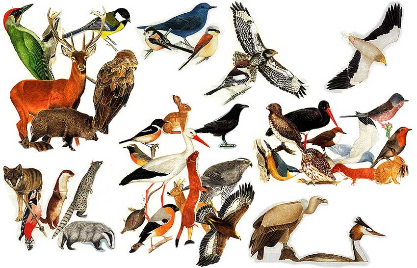 HoGeo!: O que é biodiversidade?