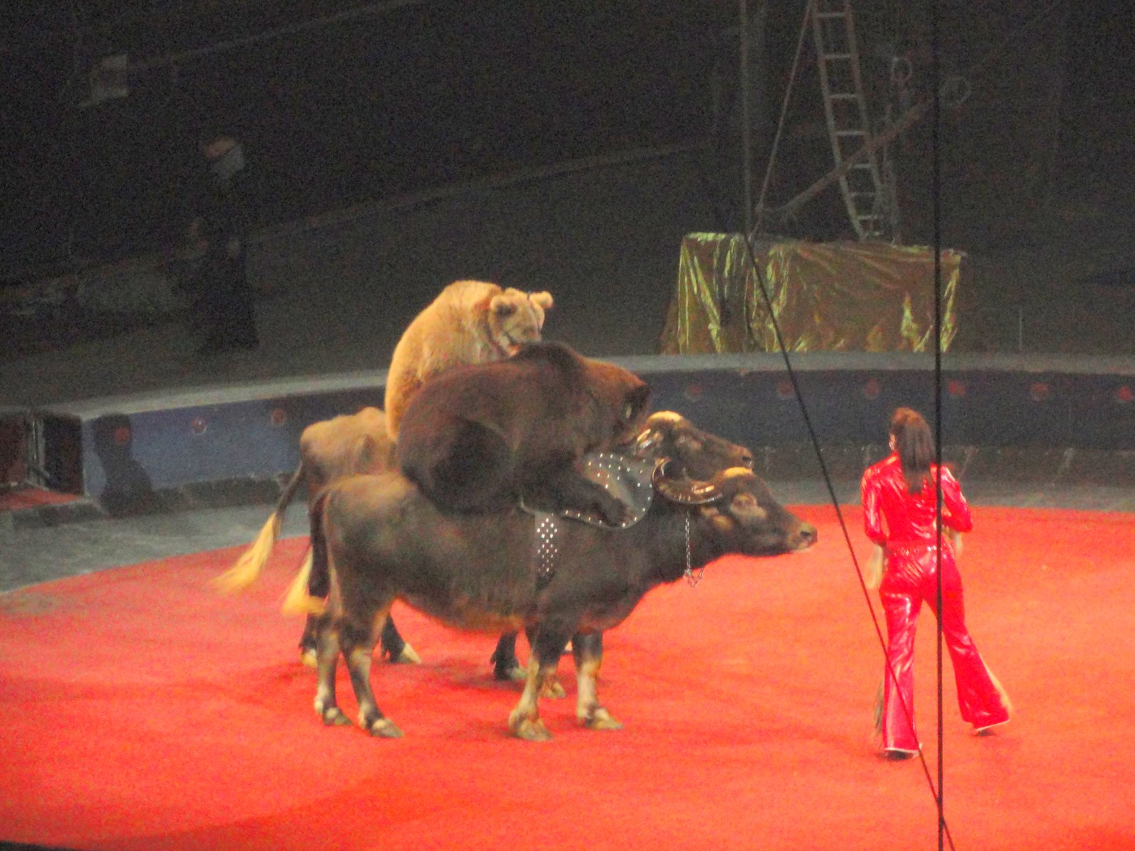 The Campbell Clan Blog: The Circus in Ankara