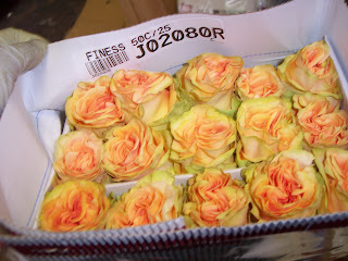 More New Rose Varieties!!!