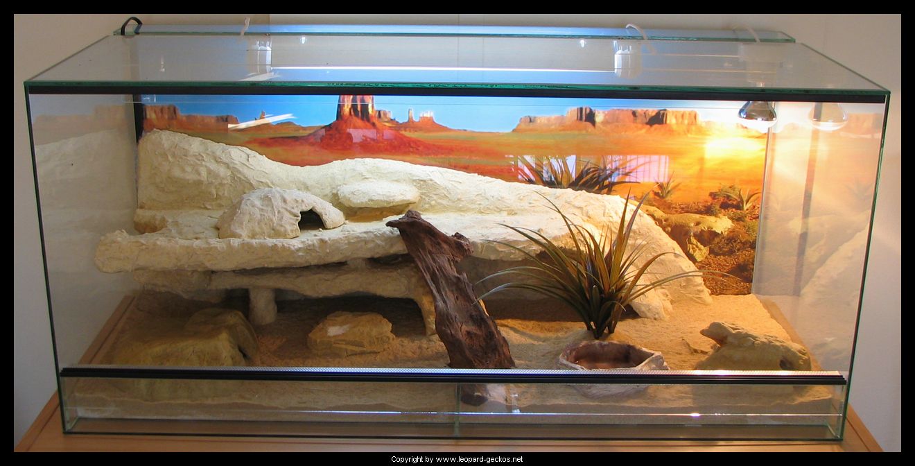 Gecko zone: Cara cepat untuk membuat terarium padang pasir yang sempurna