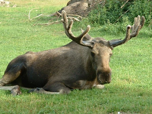 animales: ALCE EUROPEO