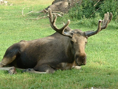 animales: ALCE EUROPEO