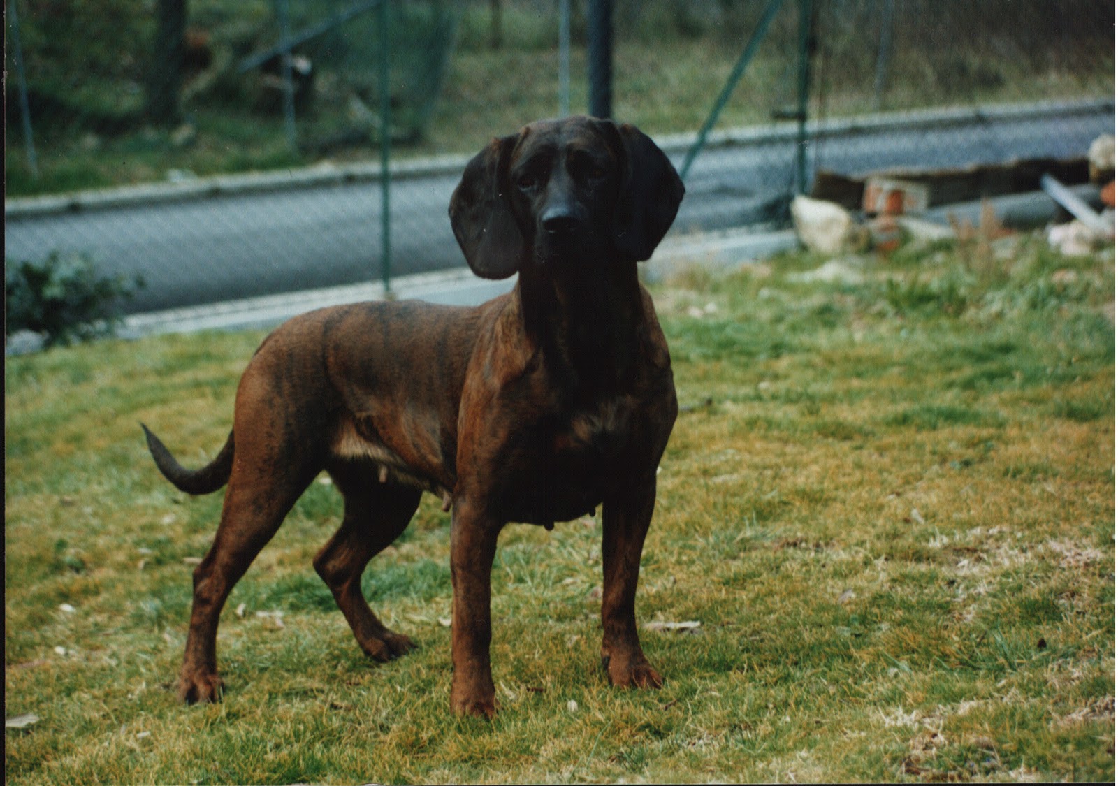 toscanaschweisshunde: Standard segugio di Hannover