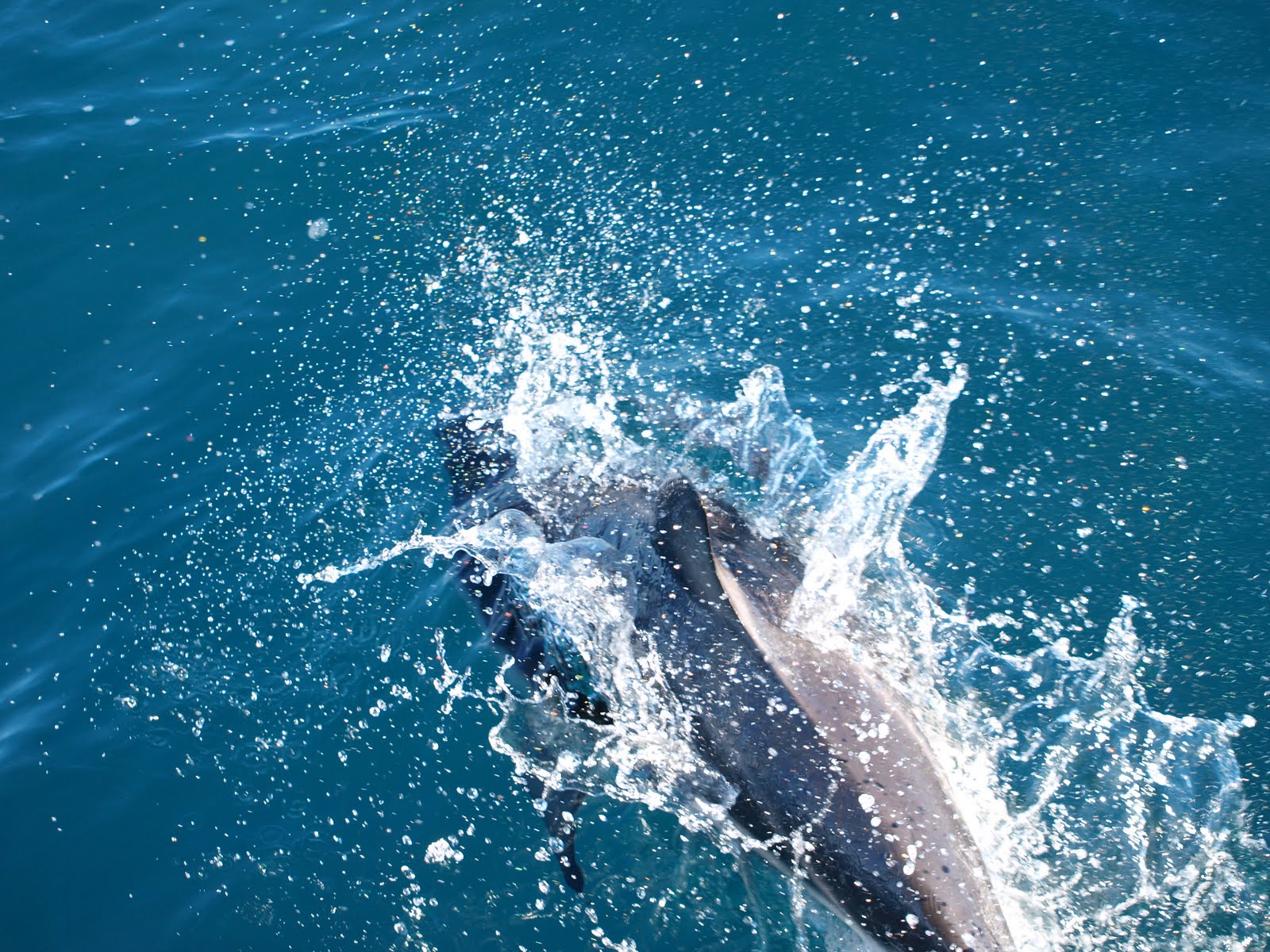 Australien New Zealand Fiji-øerne: Billeder fra hhv. delfin - og hvalturen